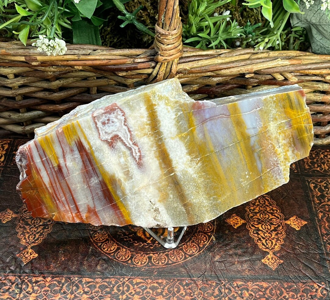 Rainbow Petrified Wood Slab Arizona Petrified Wood Fossilized Wood ...