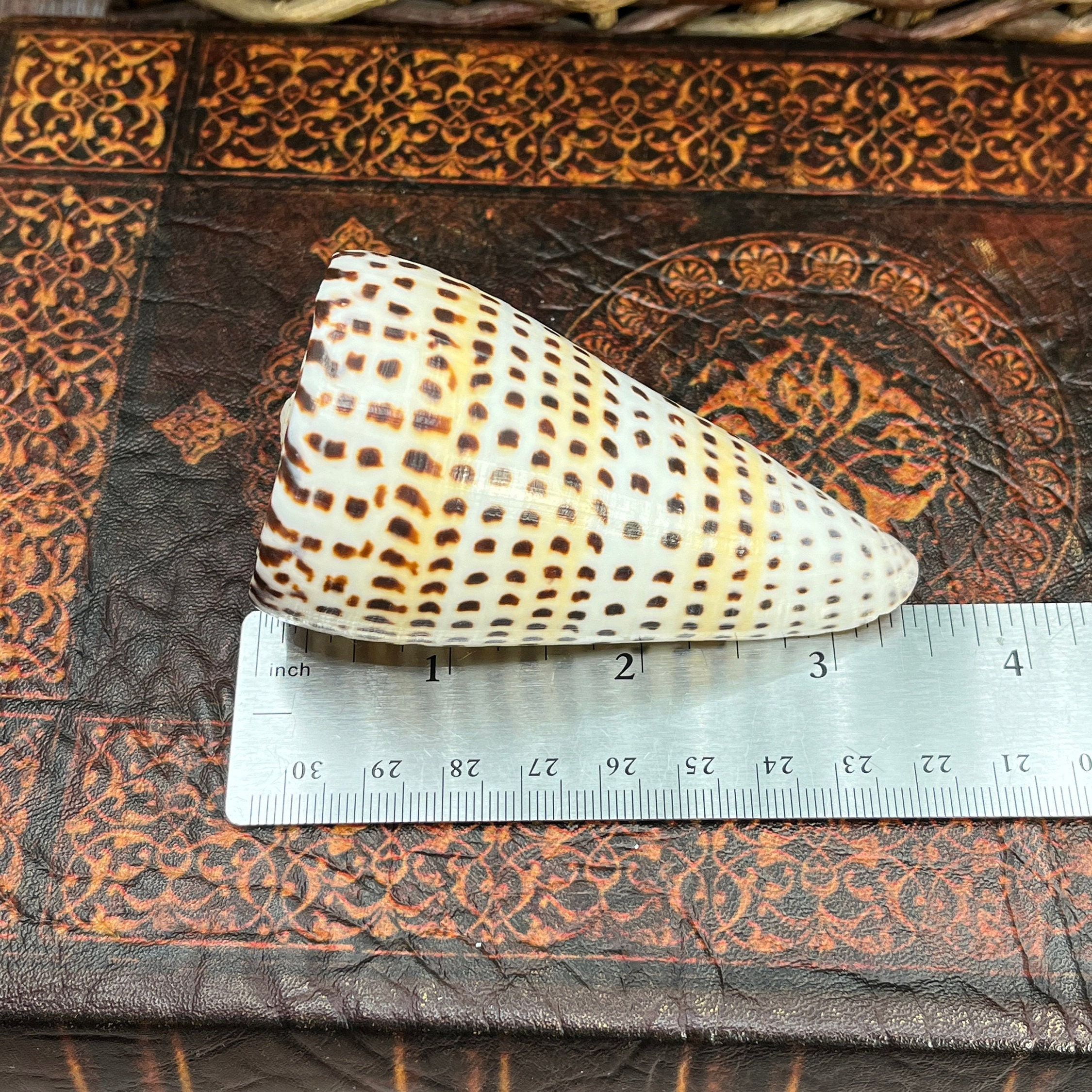 Leopard Cone Seashell Conus Leopardus Genuine Real Natural Shell ...