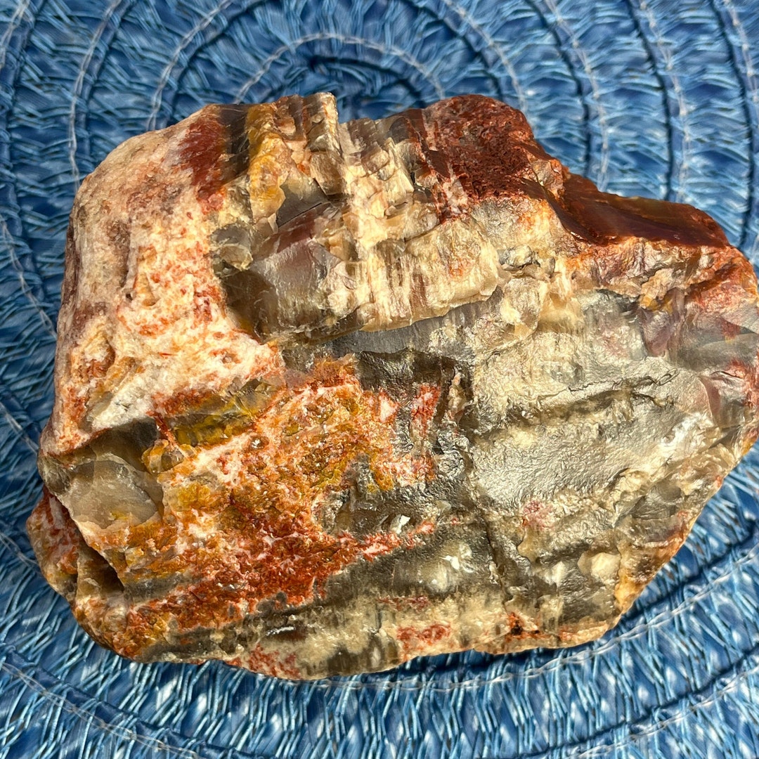 Rainbow Petrified Wood - Arizona Petrified Wood – Fossilized Wood ...