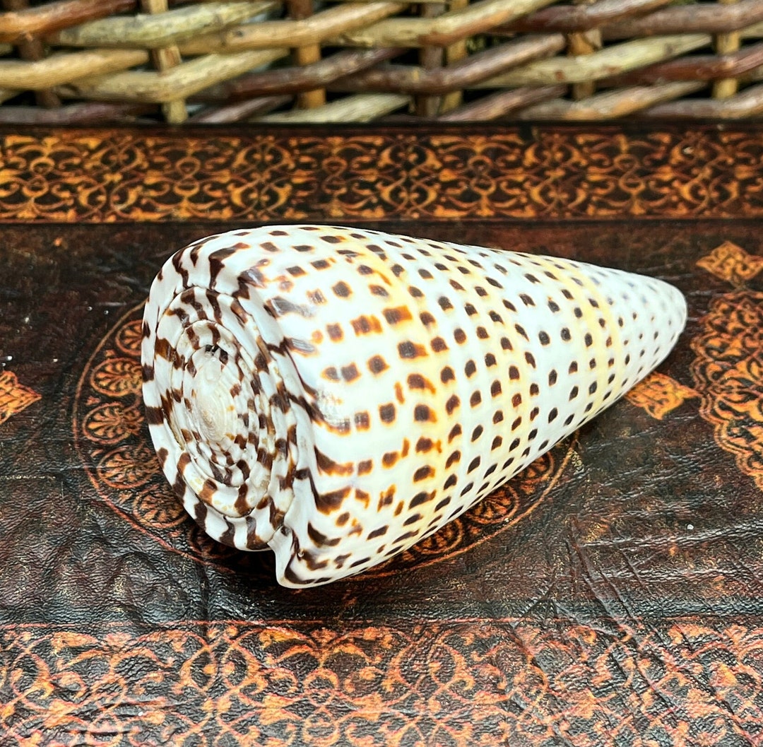 Leopard Cone Seashell Conus Leopardus Genuine Real Natural Shell ...