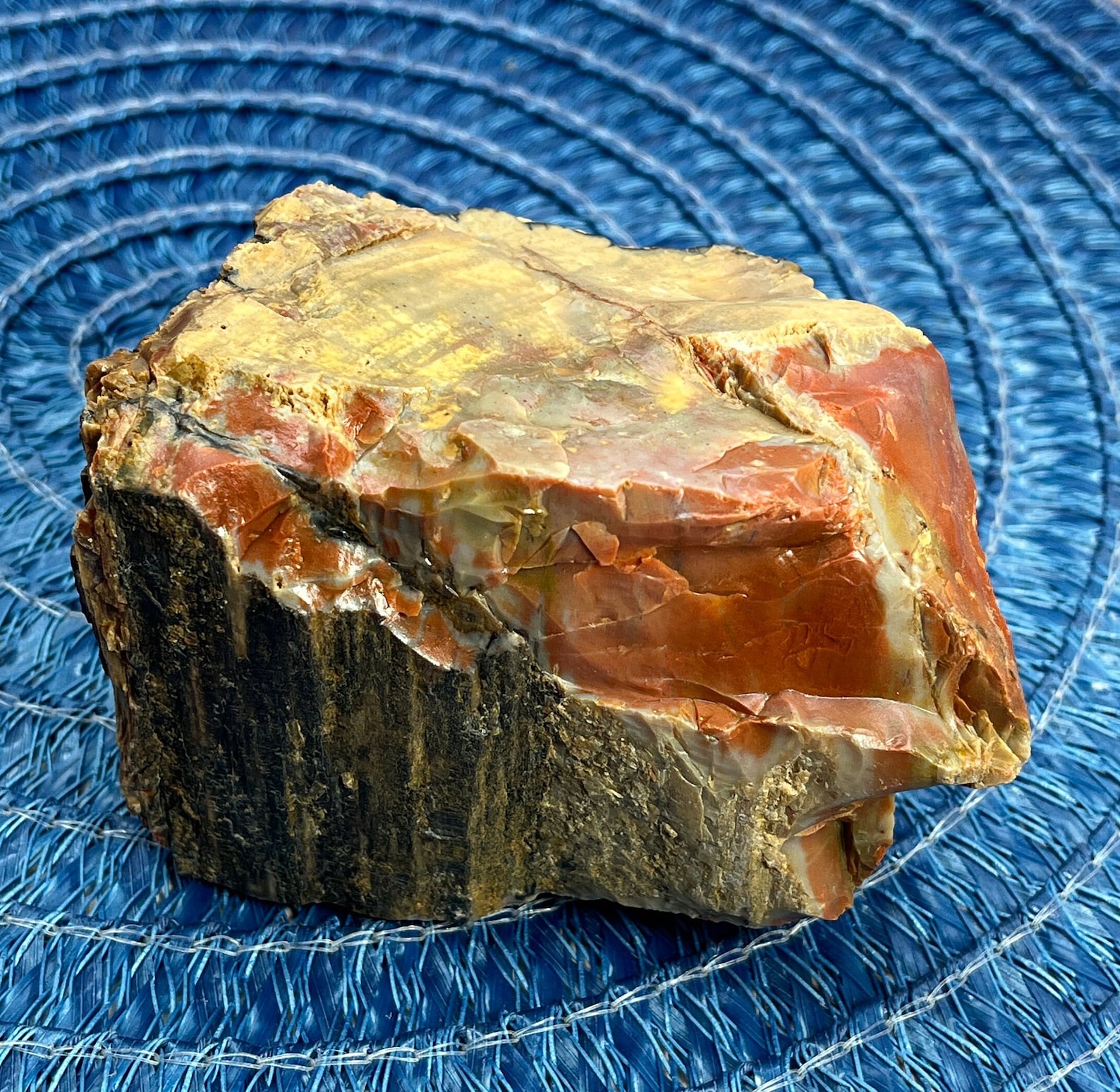 Rainbow Petrified Wood - Arizona Petrified Wood – Fossilized Wood ...