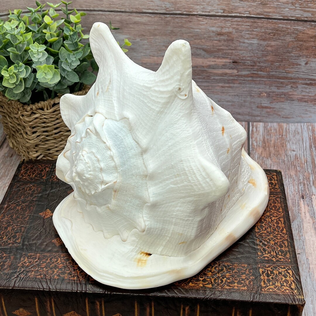 Natural Huge Horned Queen Helmet Shell - Huge Genuine Horned Queen ...