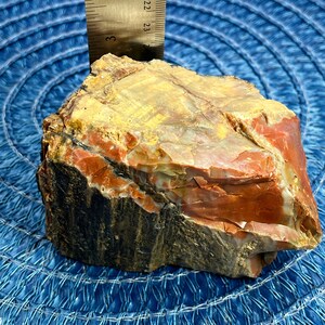 Rainbow Petrified Wood - Arizona Petrified Wood – Fossilized Wood ...