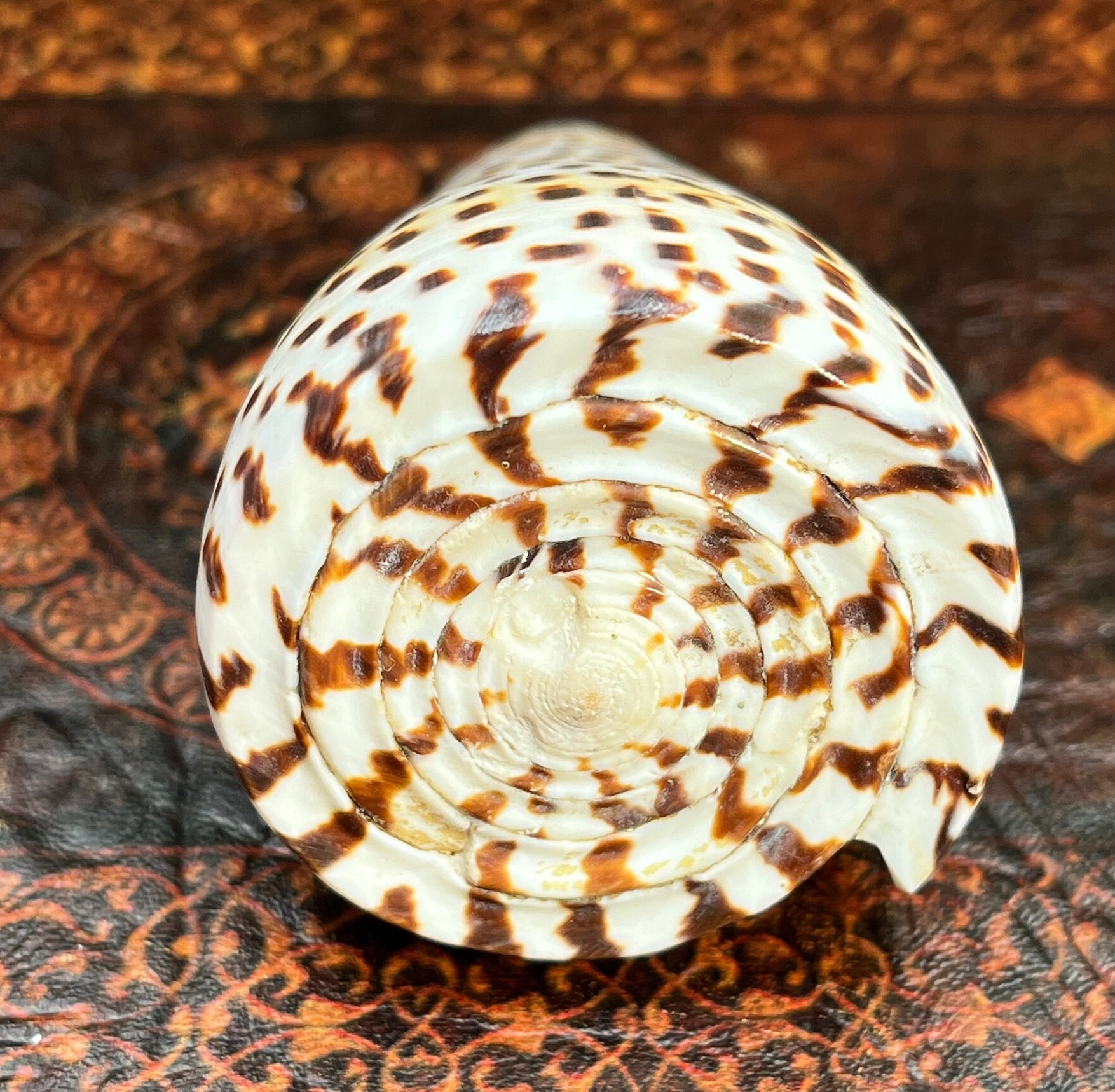 Leopard Cone Seashell Conus Leopardus Genuine Real Natural Shell ...