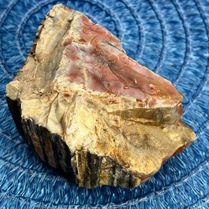 Rainbow Petrified Wood - Arizona Petrified Wood – Fossilized Wood ...