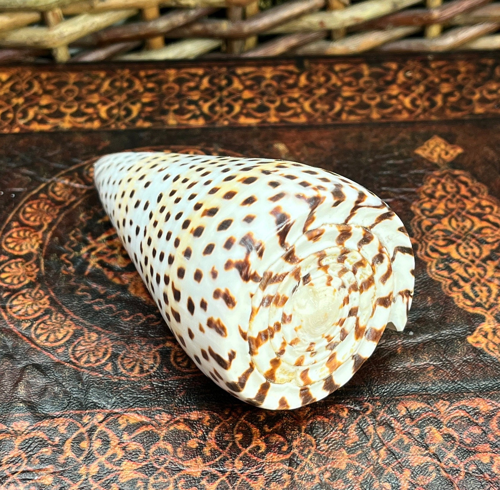 Leopard Cone Seashell Conus Leopardus Genuine Real Natural Shell ...