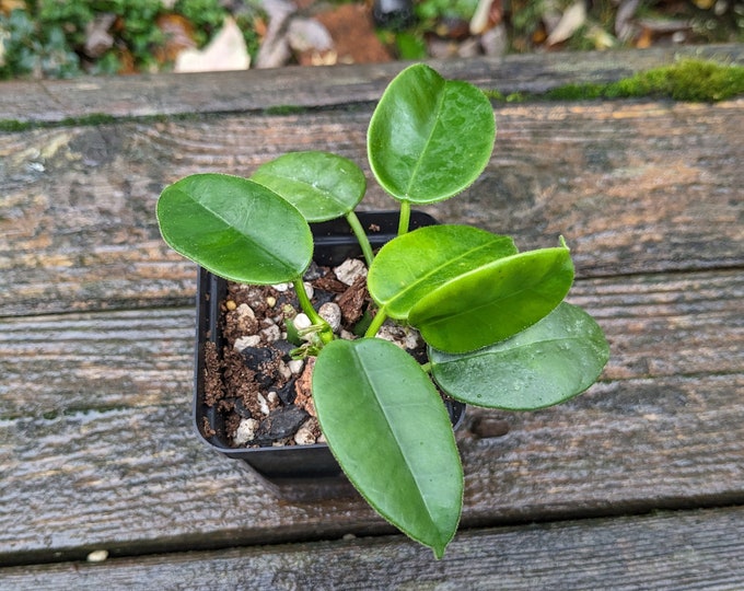 Hoya Cv 'ruthie', 2-inch, Exact Plant - Etsy