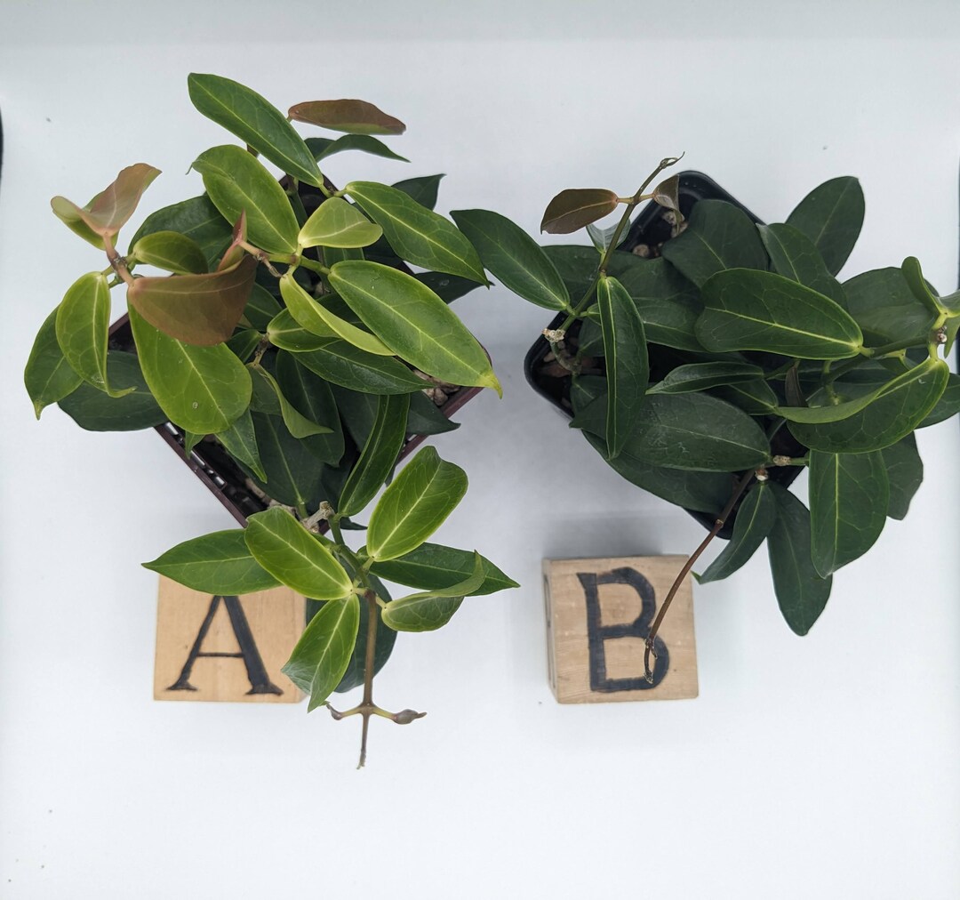 Hoya Rubida, 4-inch, Pick Your Exact Plant - Etsy
