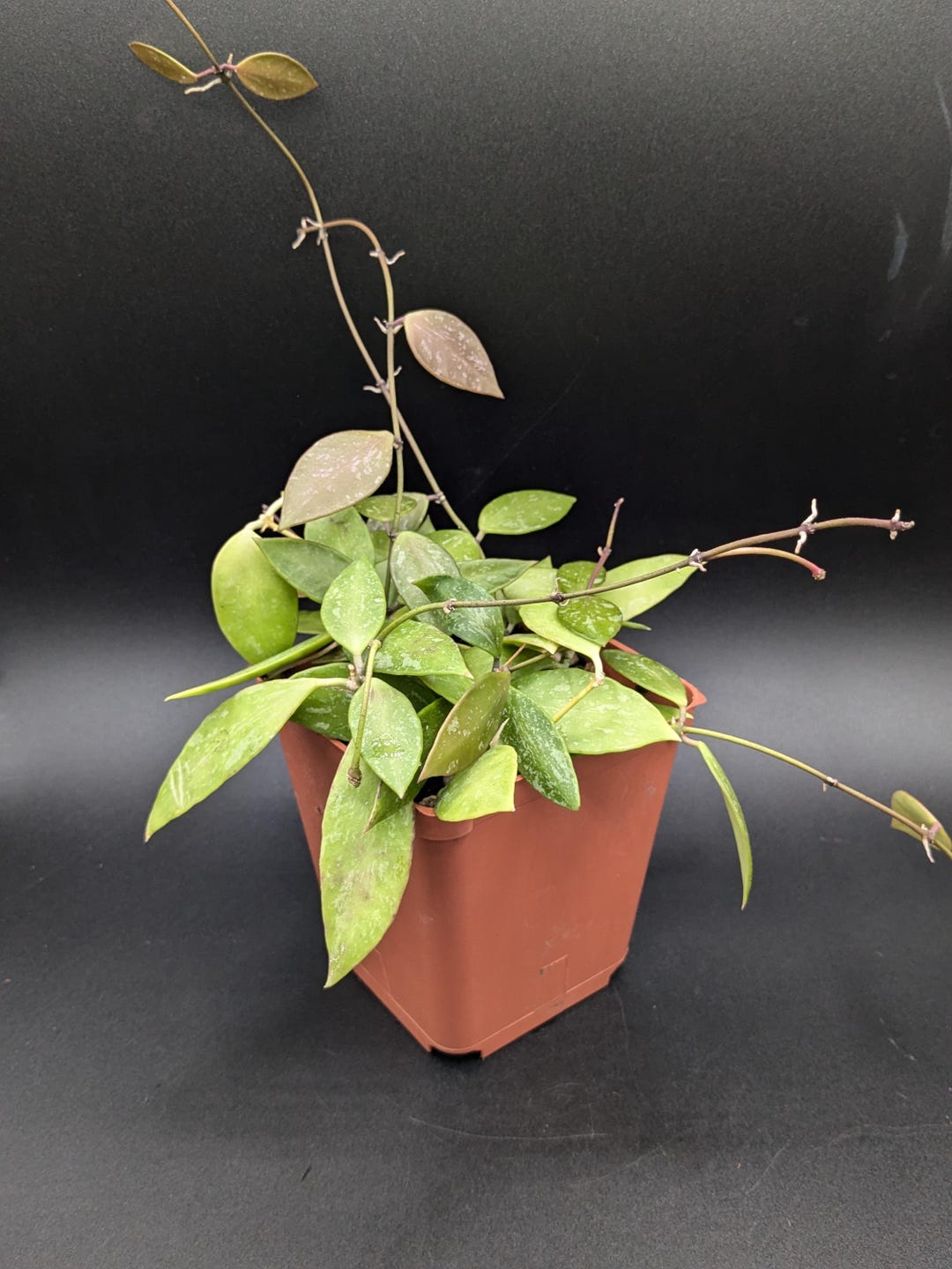 Hoya Gracilis, Flower Peduncle, 4-inch, Exact Plant - Etsy