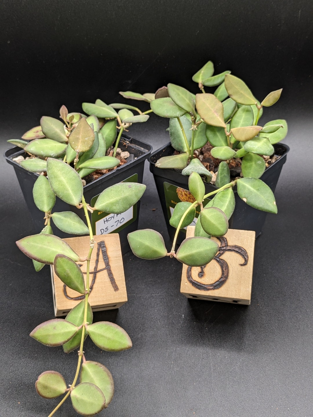 Hoya DS-70, 4-inch, Pick Your Exact Plant - Etsy