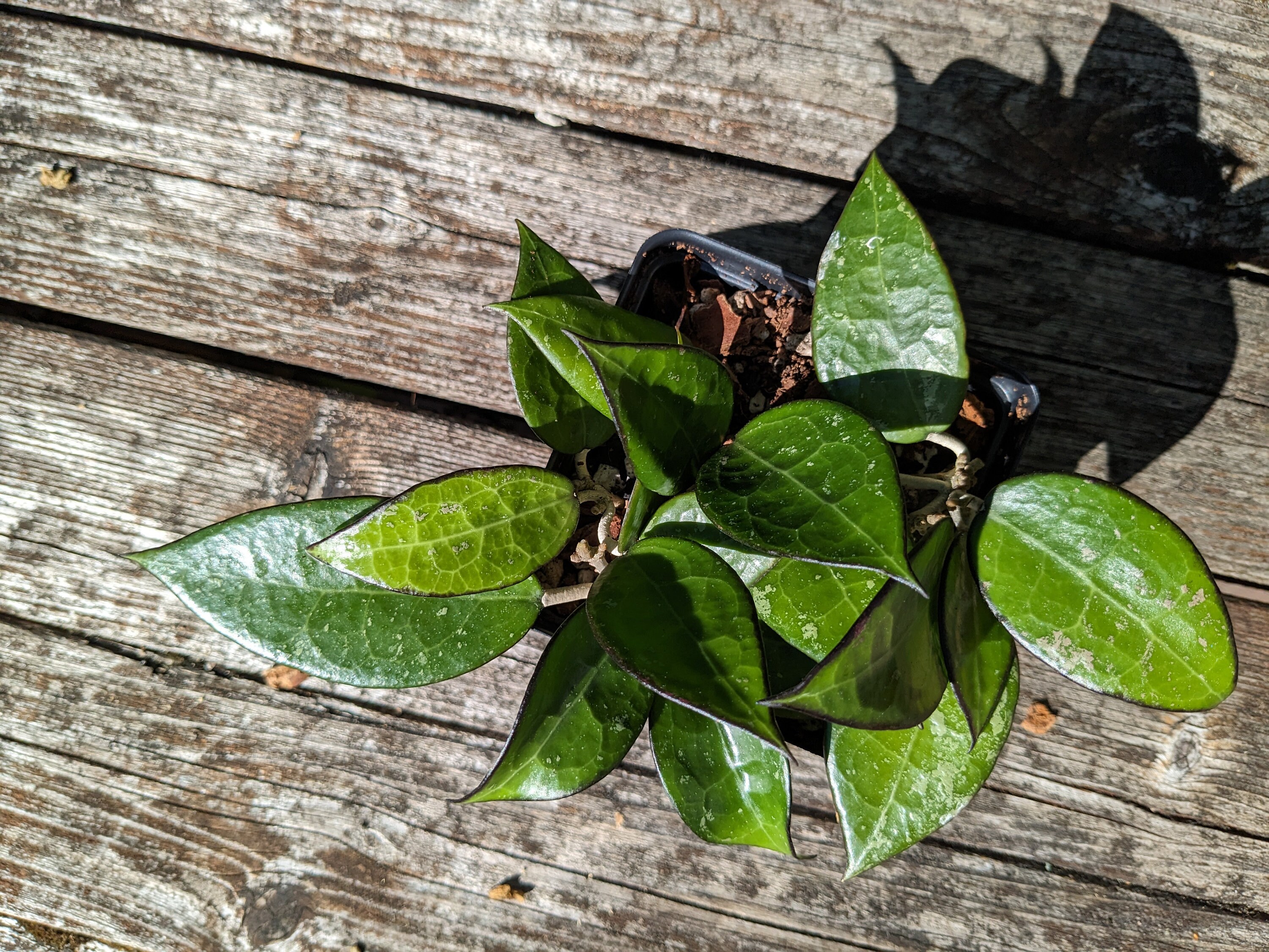 Hoya Parasitica 'black Margin' 4-inch - Etsy