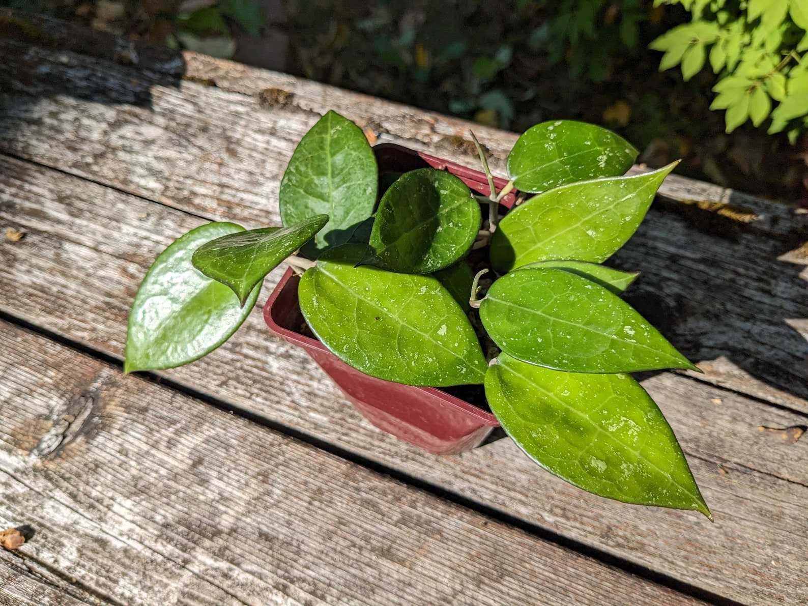 Hoya Parasitica 'black Margin' 4-inch - Etsy