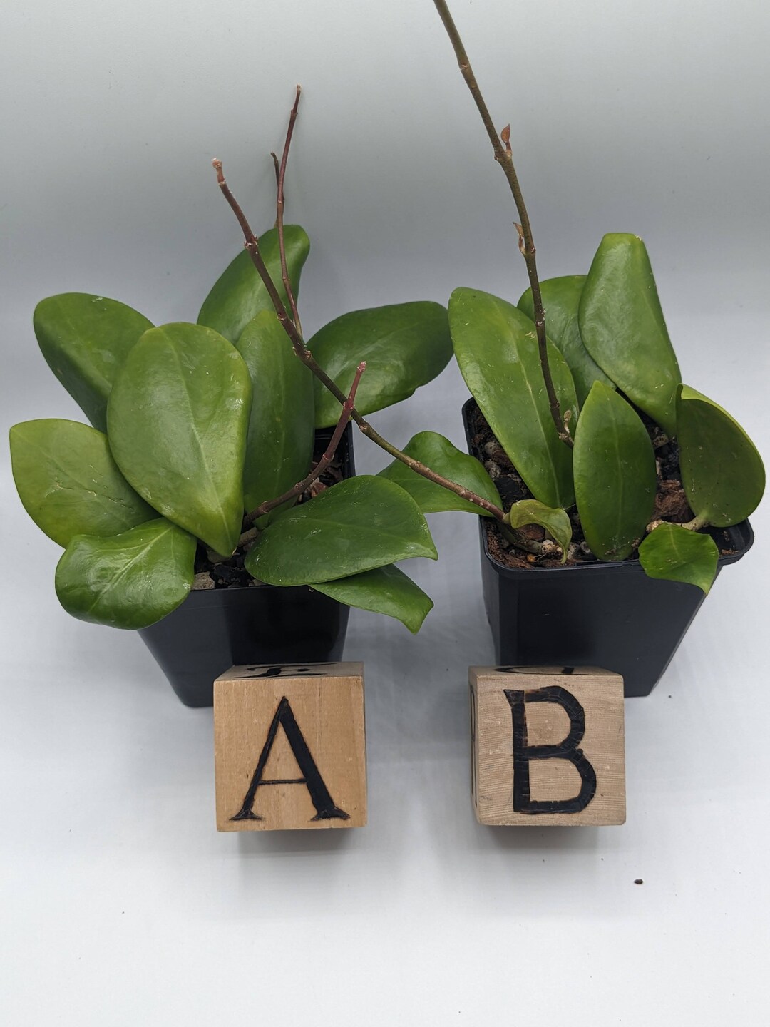 Hoya Midorensis (orange Flowering), 4-inch, DL Wer Peduncles! Exact ...