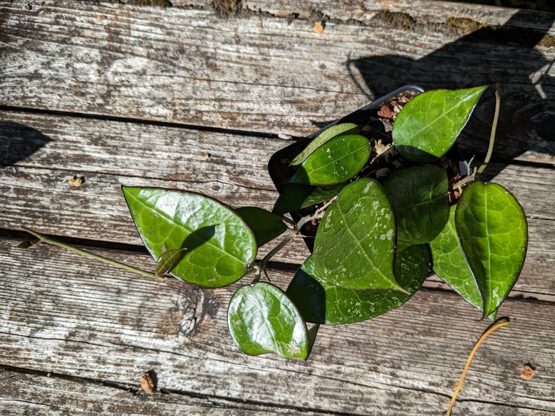 Hoya Parasitica 'black Margin' 4-inch - Etsy