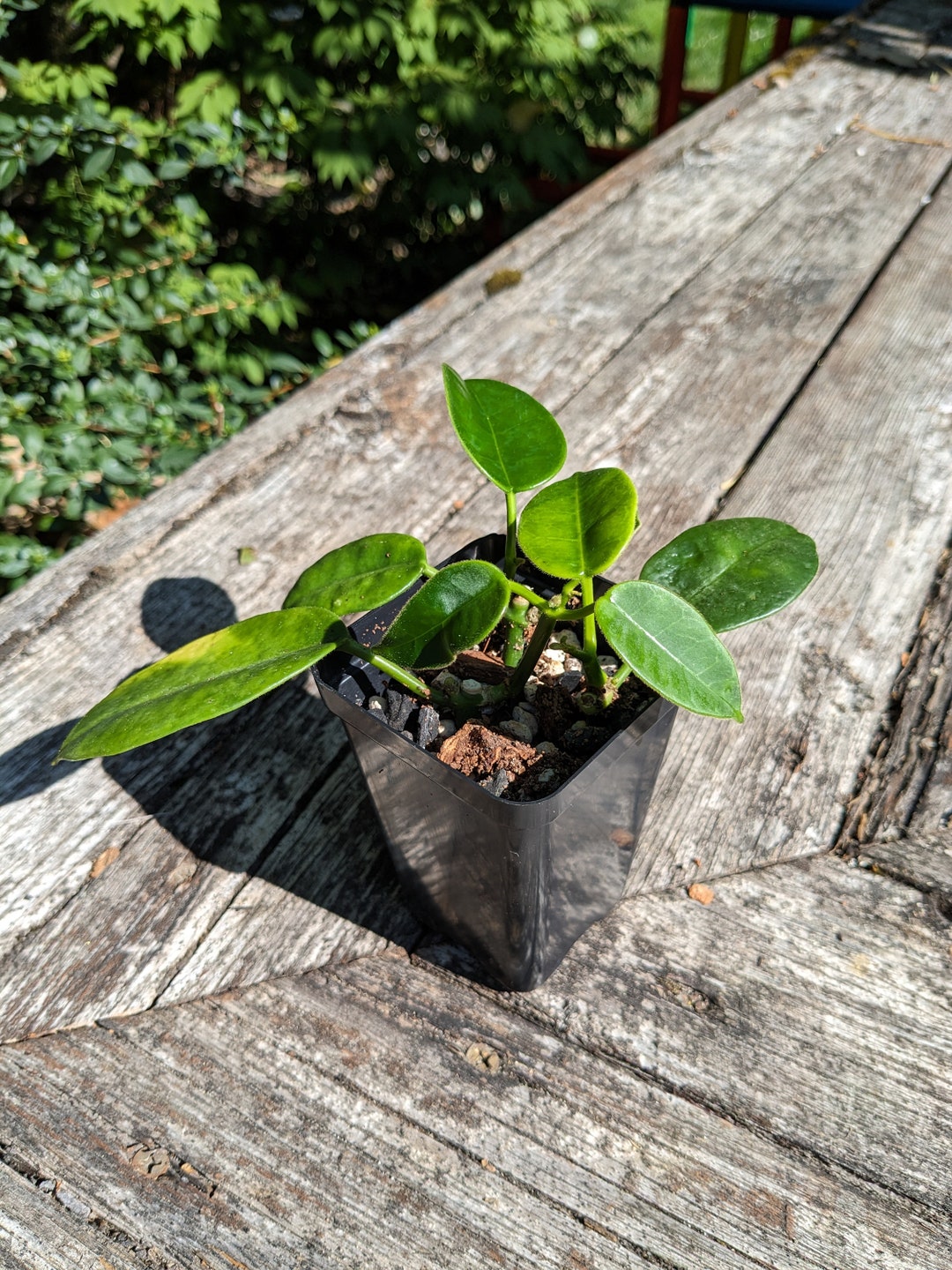 Hoya Cv 'ruthie' 2-inch Exact Plant - Etsy