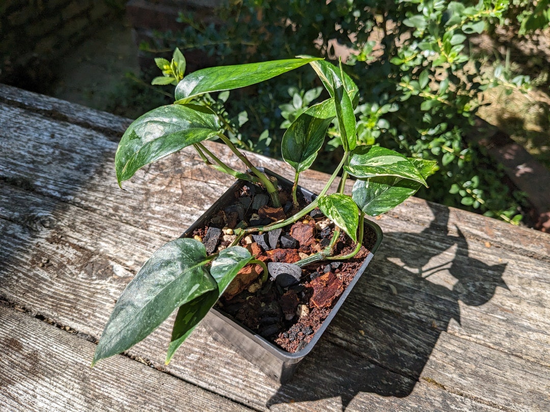 Variegated Dragon Tail Pothos Epipremnum Pinnatum Albo - Etsy