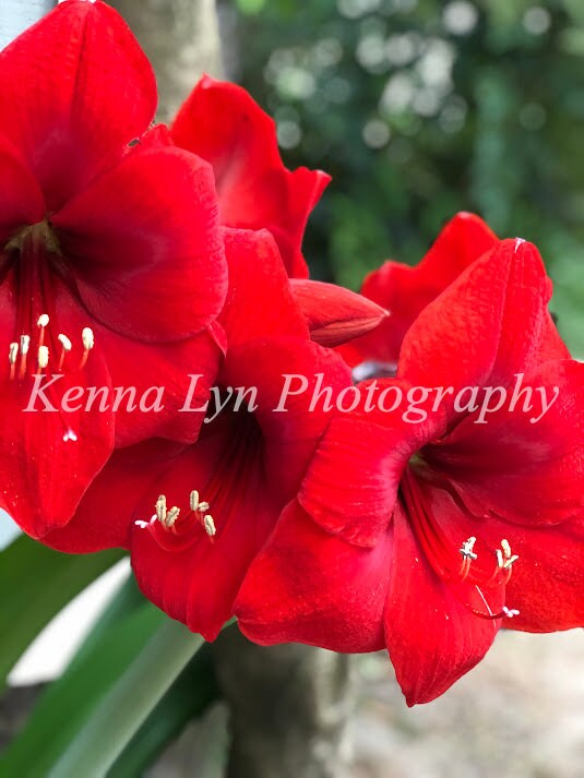 Digital Download of Red Flowers Photo - Etsy