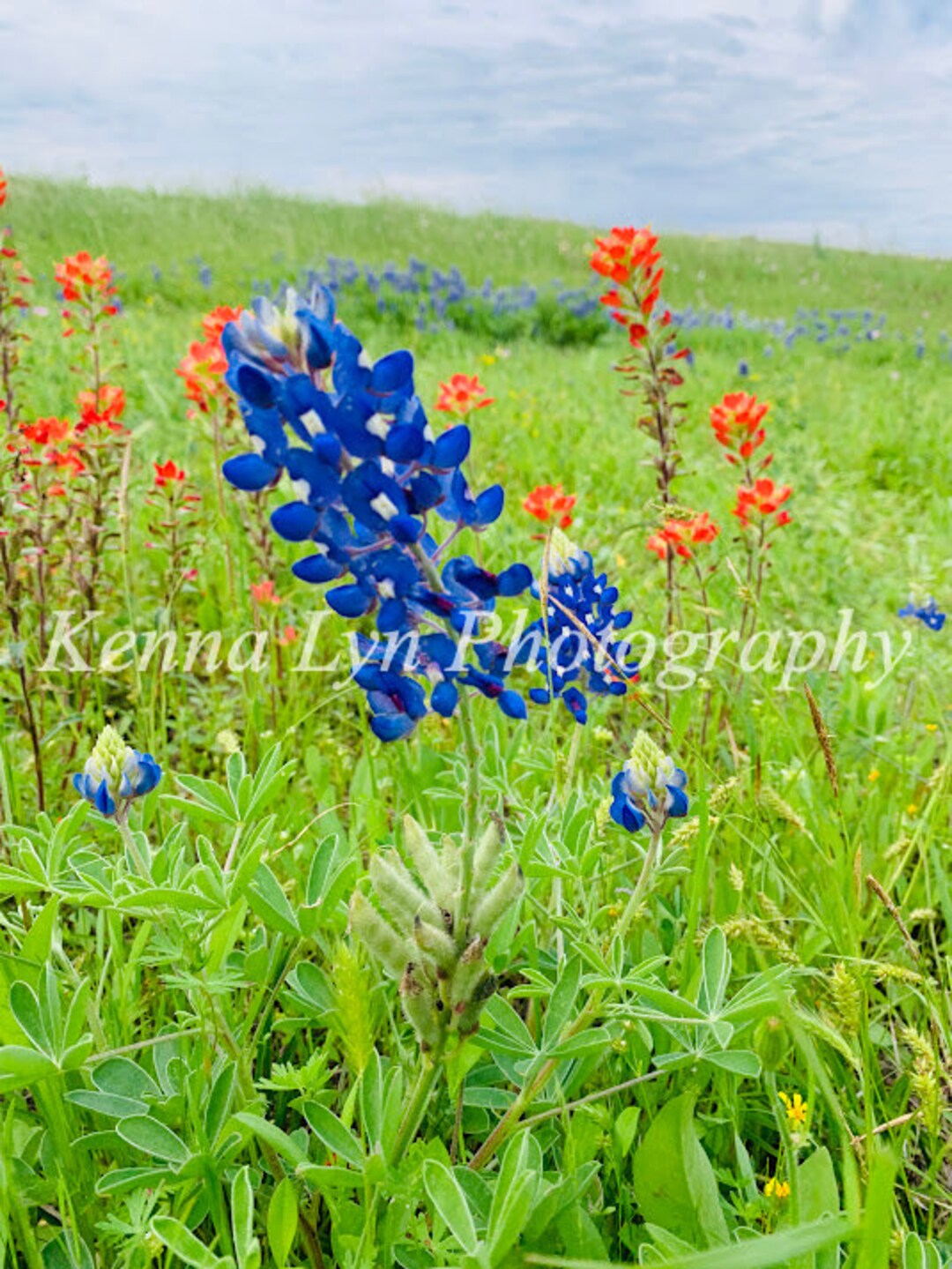 Digital Download of Bluebonnet Photo - Etsy