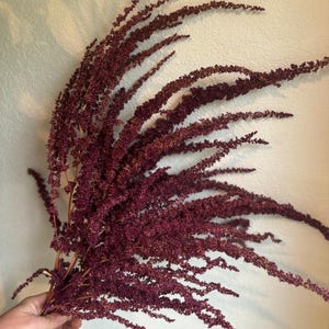 Large Dried Amaranth - Etsy