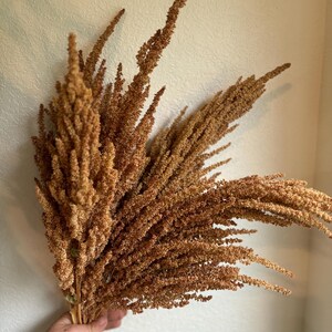 Large Dried Amaranth - Etsy