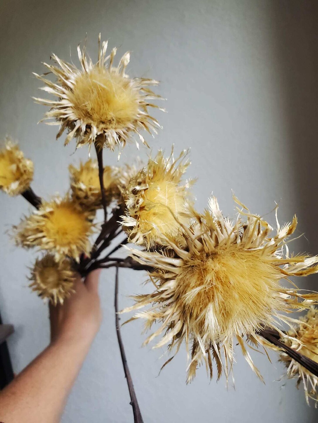 Basket Flower/star Thistle - Etsy