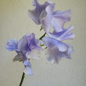 Sugar Blossom Sweet Pea Mix - Etsy