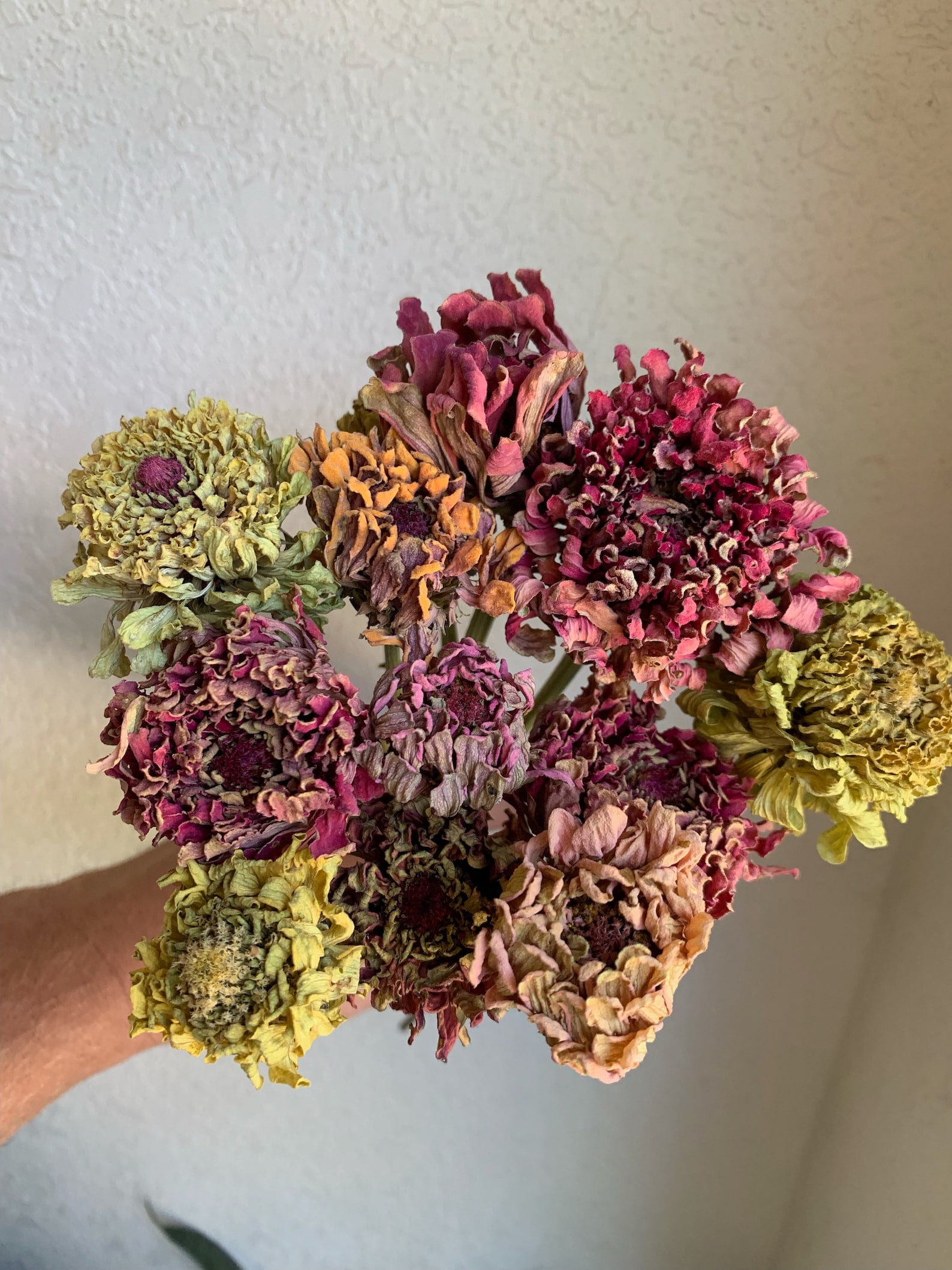 Dried Zinnias - Etsy