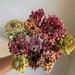 Dried Zinnias - Etsy