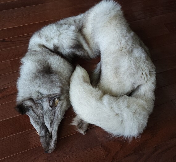 Super Soft Blue Fox Pelt Hide: No Paws - Etsy
