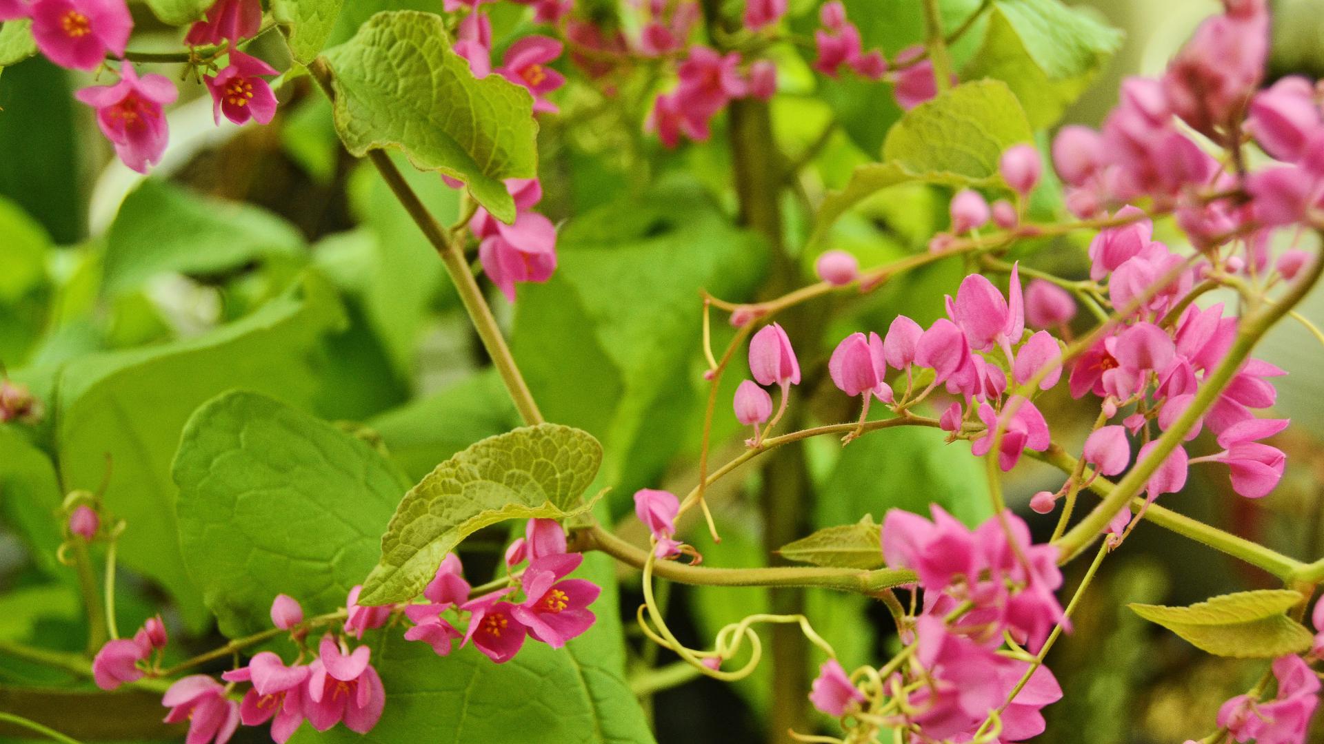 Jamaican Rice and Peas Bush | Cold Bush - 45g | 100% Organic Jamaican ...