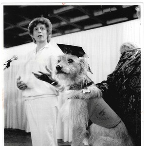 TERRIER GRADUATING SCHOOL Original Dog Photo Pet Animal Lover - Etsy