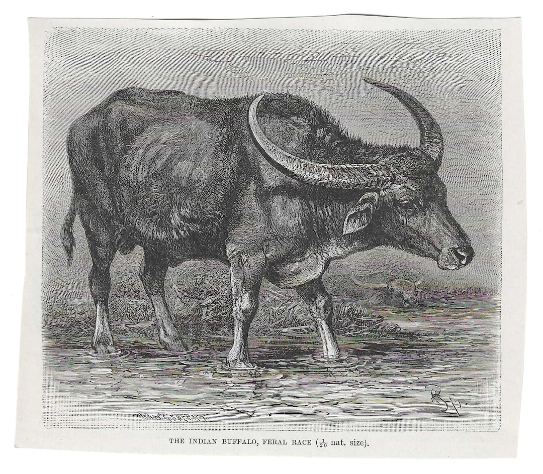 Antique Print INDIAN BUFFALO Vintage Engraving 1800's Illustration ...