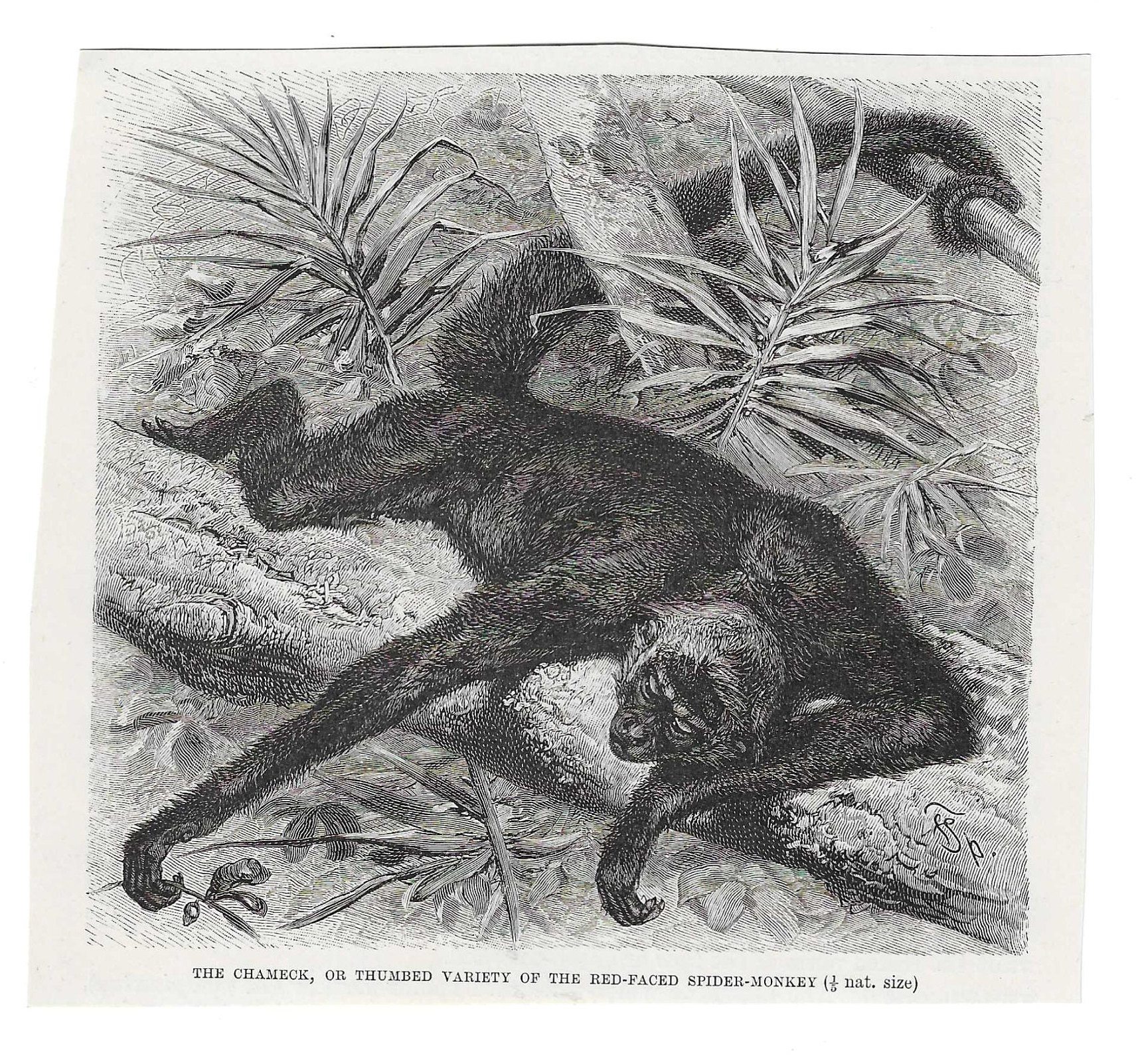 Antique Print RED Faced SPIDER MONKEY Vintage Engraving 1800's ...