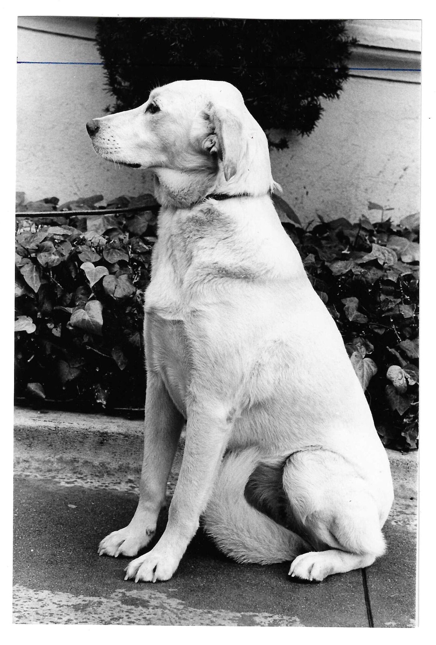 LABRADOR RETRIEVER Original Pet Adoption Dog PHOTO Pet Animal Lover ...
