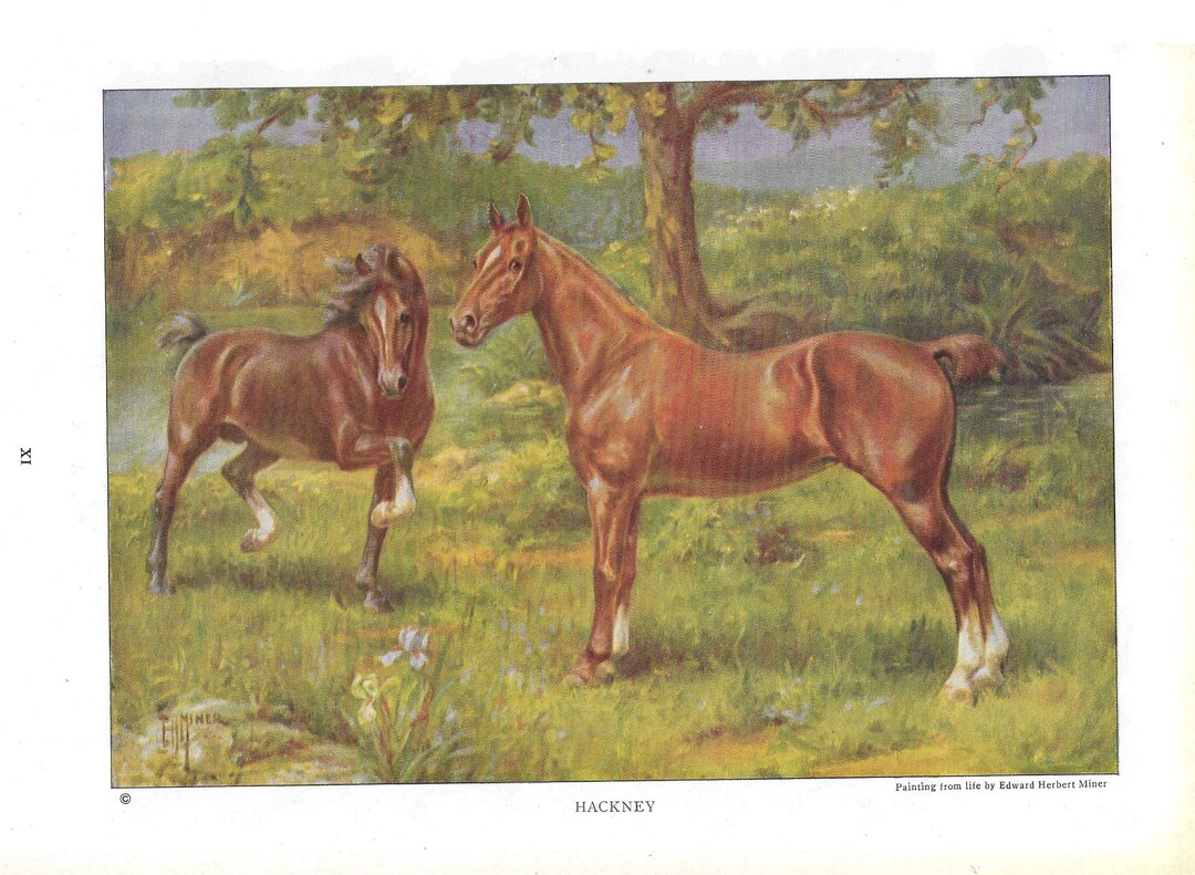 HACKNEY HORSE Antique Color Print Vintage Illustration Animal Pet ...