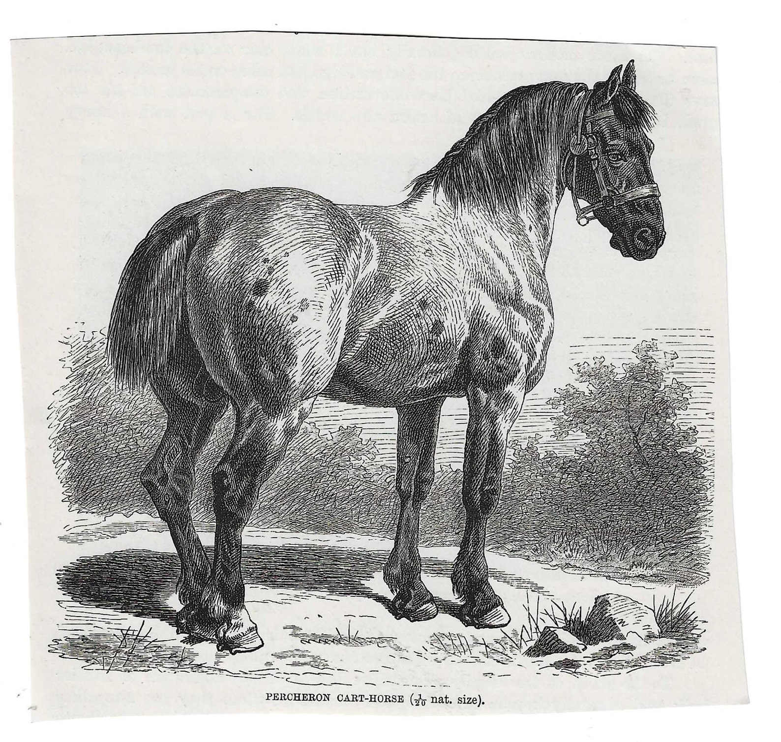 Antique Print CART HORSE Vintage Engraving 1800's Illustration Animal ...