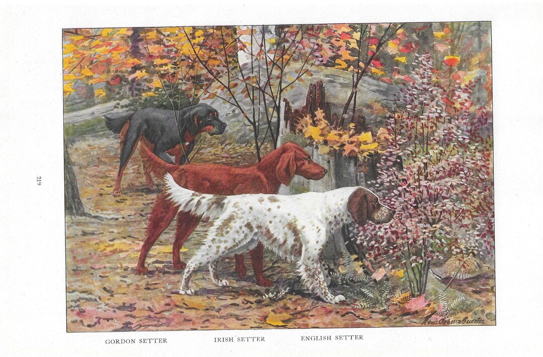 IRISH SETTER DOGS Antique Color Print Vintage Illustration Animal Pet ...