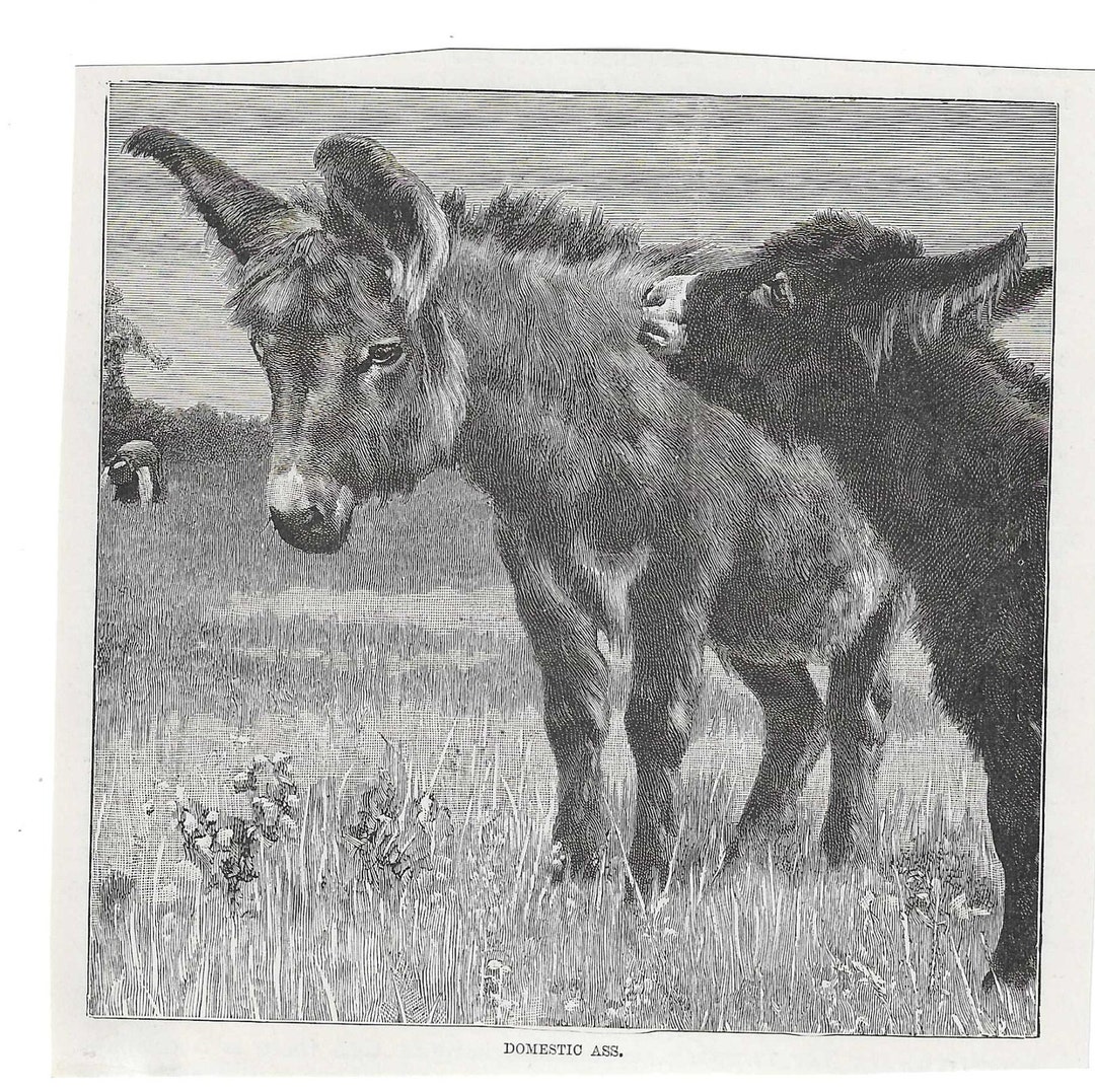 Antique Print CUTE DONKEYS Vintage Engraving 1800's Illustration Animal ...