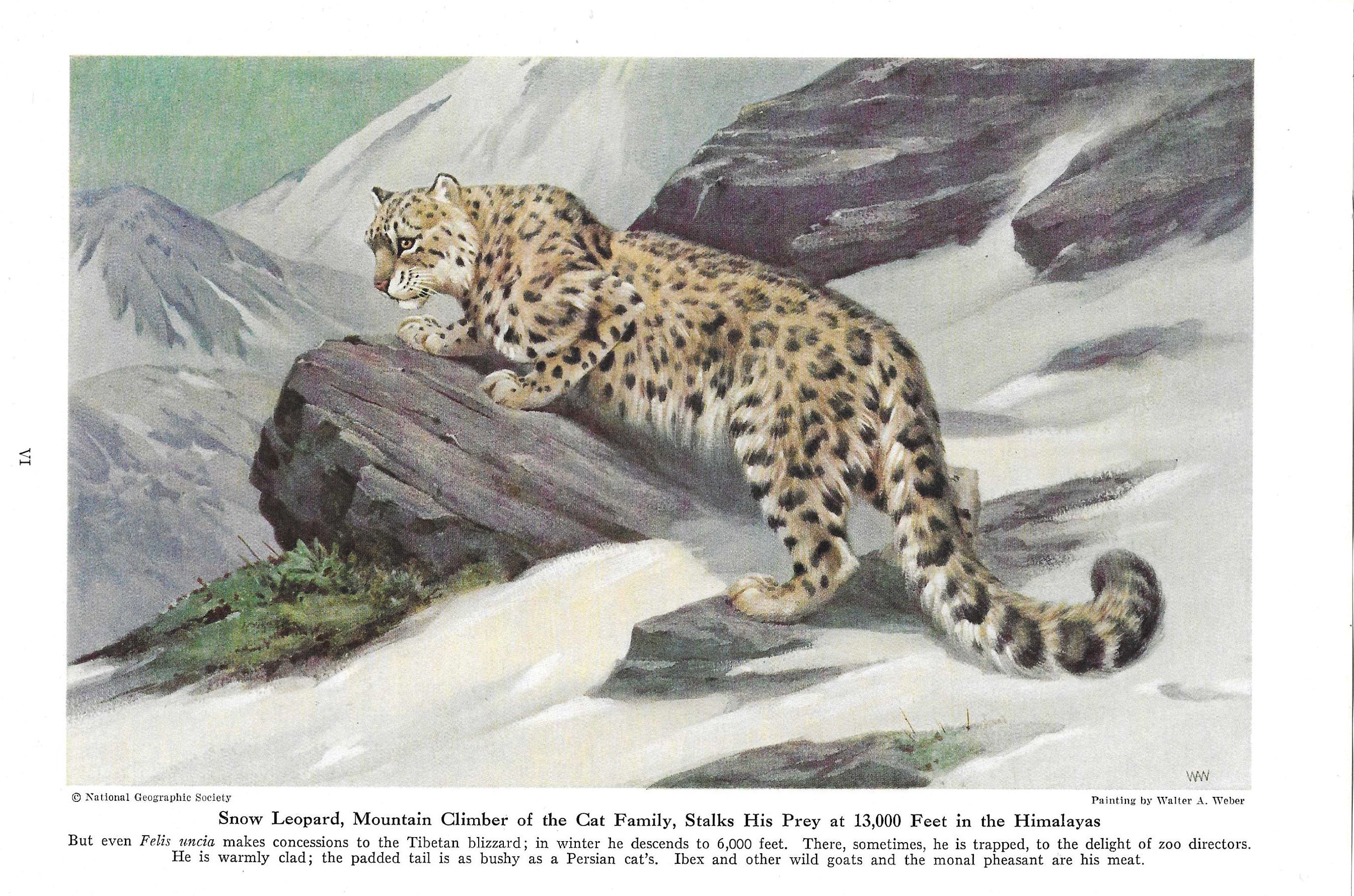 SNOW LEOPARD Antique Color Print Vintage Illustration Animal Pet Lovers ...