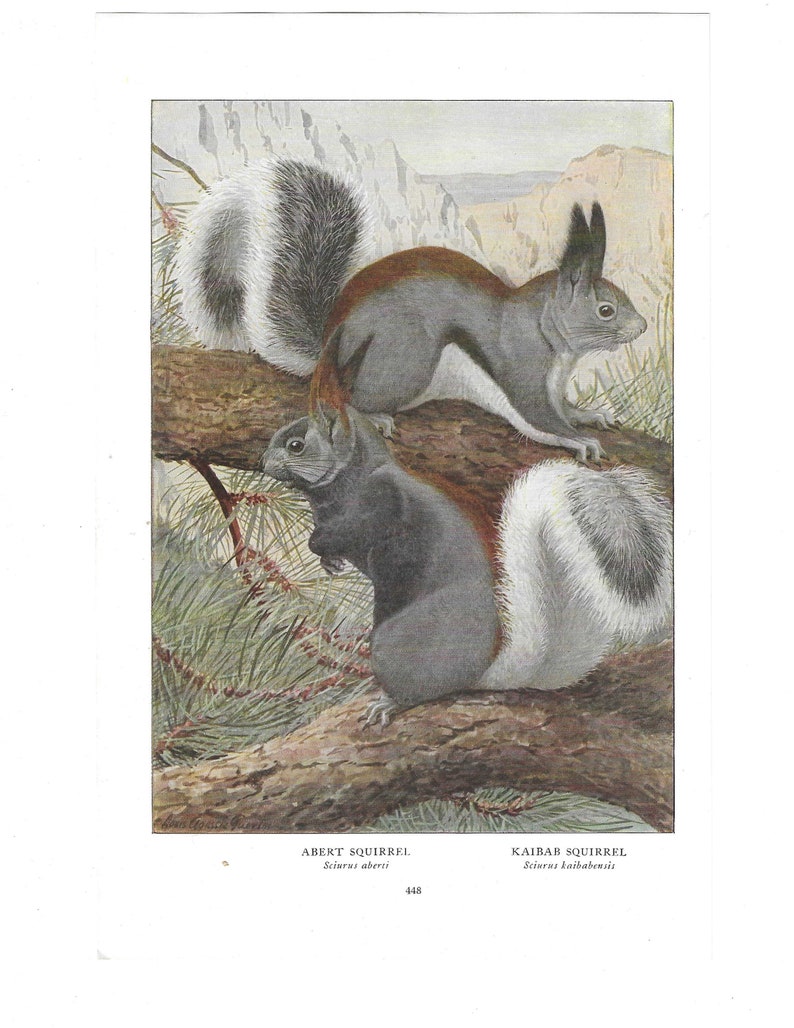 PRETTY SQUIRRELS Antique Color Print Vintage Illustration Animal Pet ...