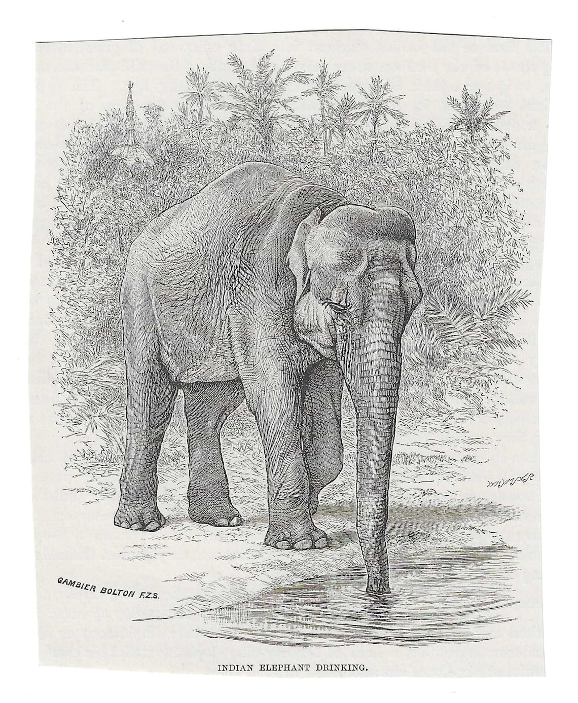 Antique Print INDIAN ELEPHANT DRINKING Vintage Engraving 1800's ...
