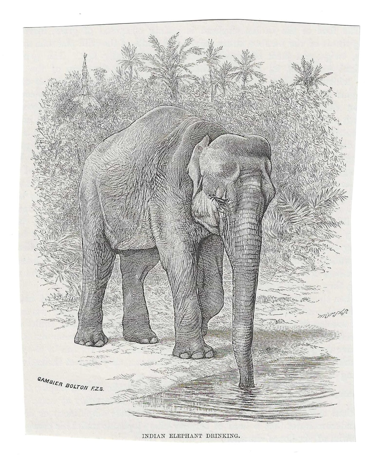 Antique Print INDIAN ELEPHANT DRINKING Vintage Engraving 1800's ...
