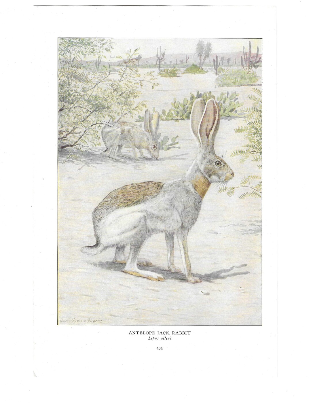 JACK RABBIT ANTELOPE Antique Color Print Vintage Illustration Animal ...
