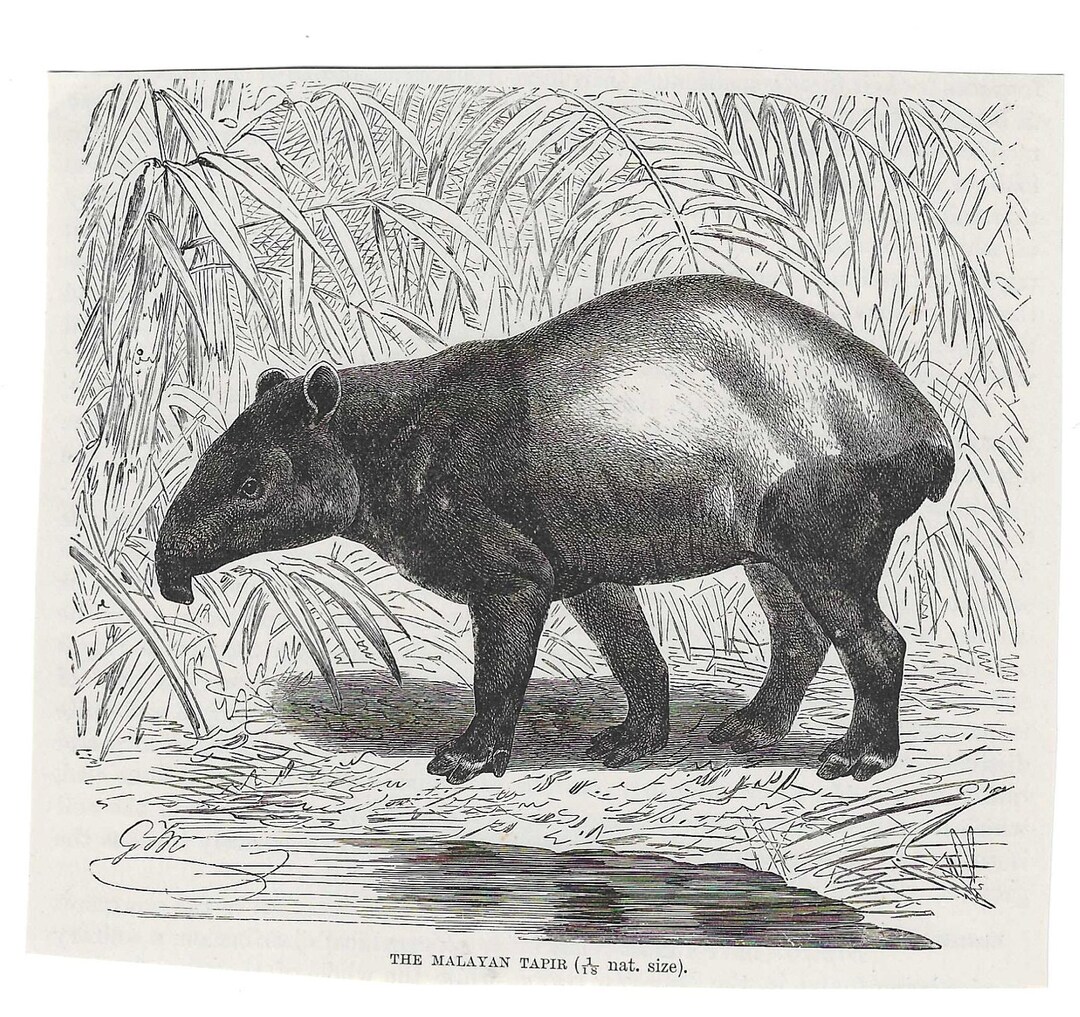 Antique Print MALAYAN TAPIR Vintage Engraving 1800's Illustration ...