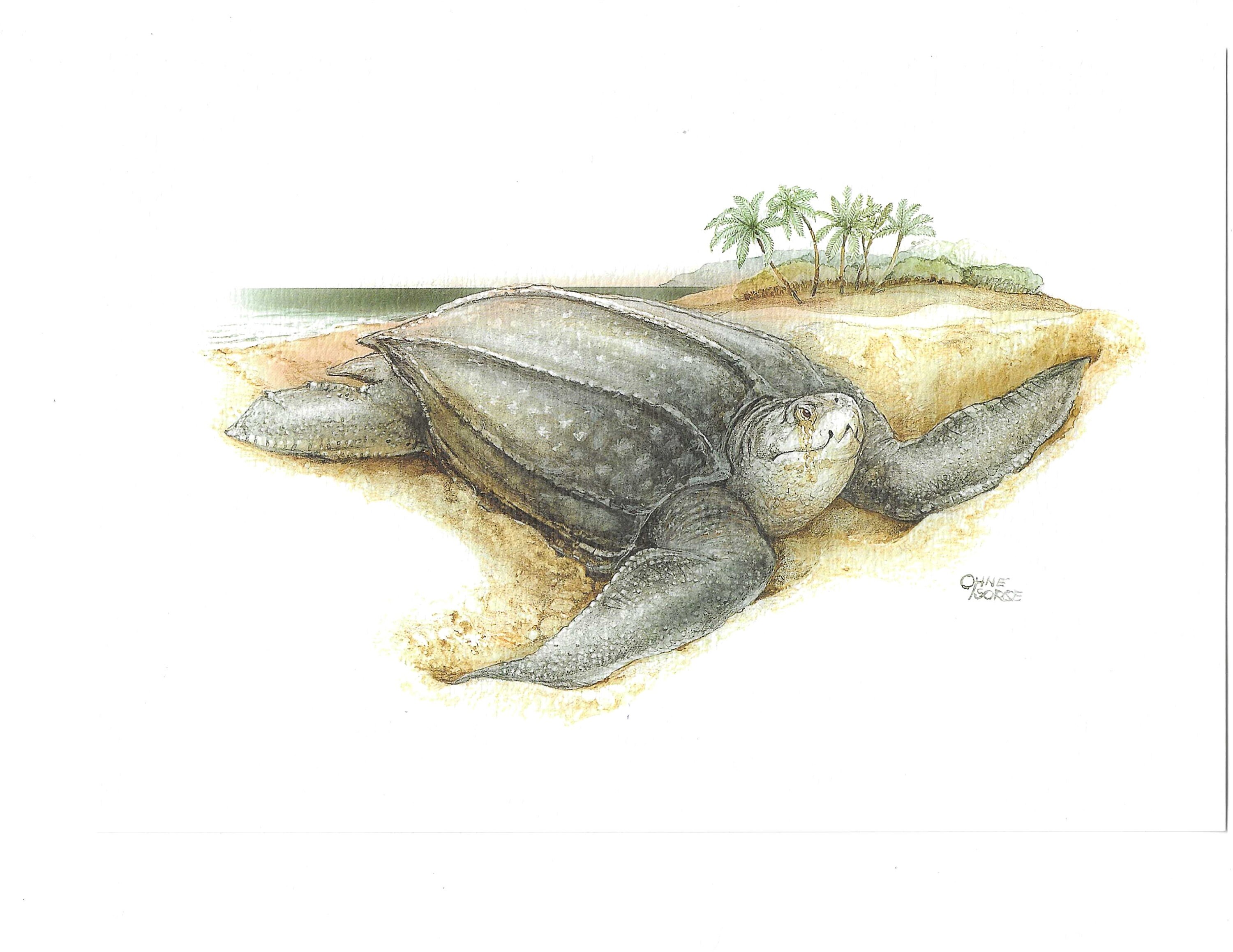 LEATHERBACK TURTLE Vintage Color Print Illustration - Etsy