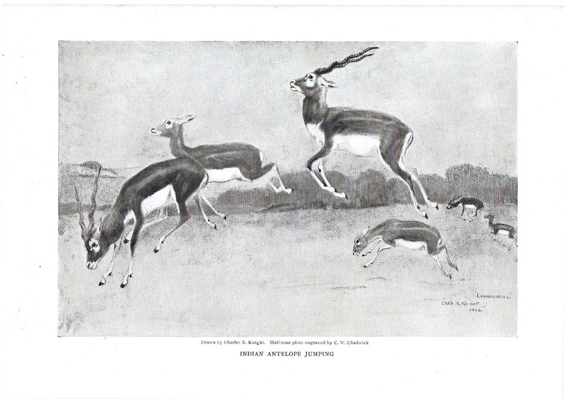 INDIAN ANTELOPE JUMPING Antique Color Print Vintage Illustration Animal ...