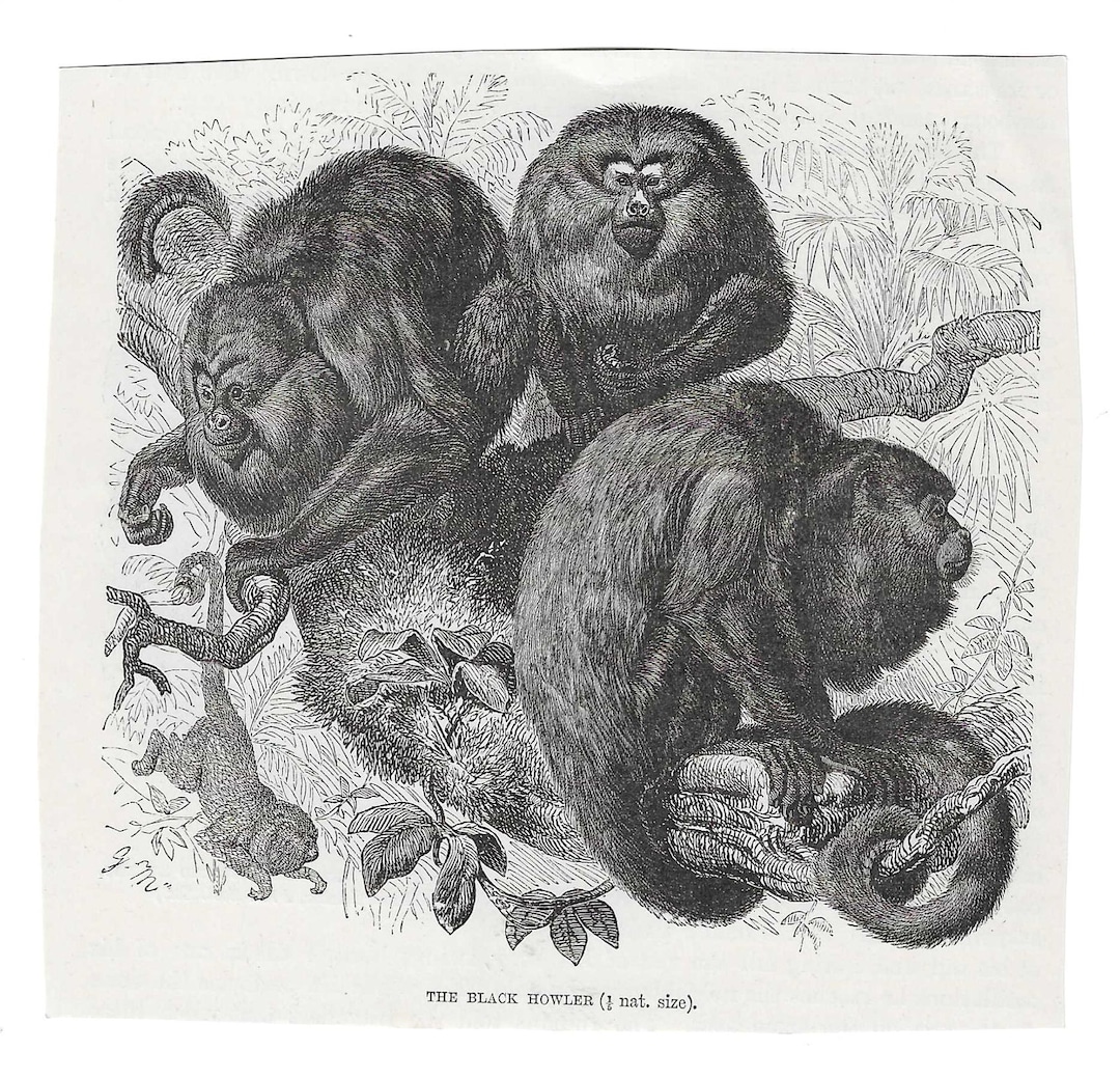 Antique Print BLACK HOWLER MONKEY Vintage Engraving 1800's Illustration Animal Pet Lovers Art ...