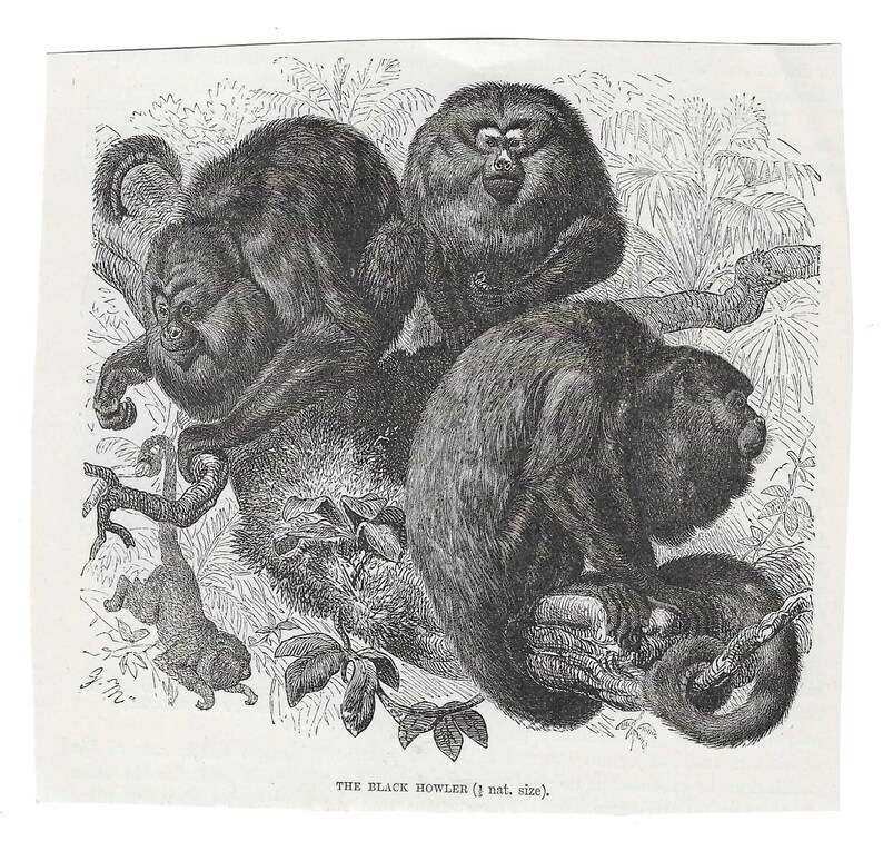 Antique Print BLACK HOWLER MONKEY Vintage Engraving 1800's Illustration ...