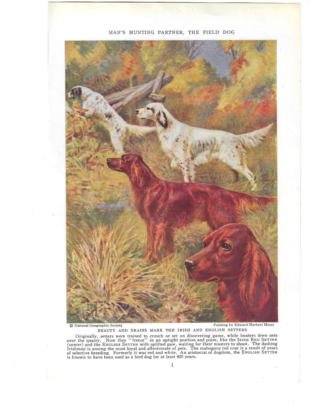IRISH RED SETTER Dogs Antique Color Print Vintage Illustration Animal ...