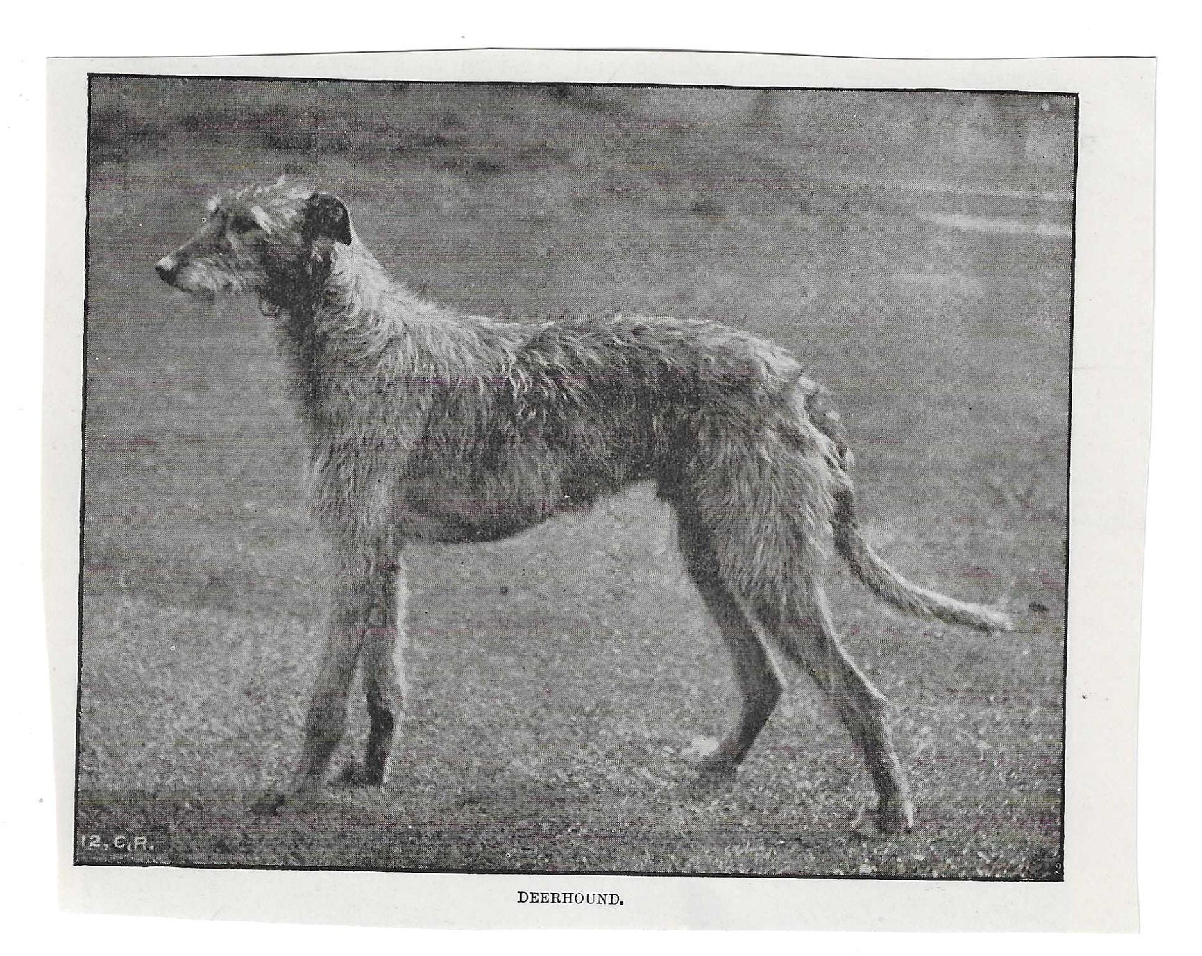 What Is A Brazilian Deerhound